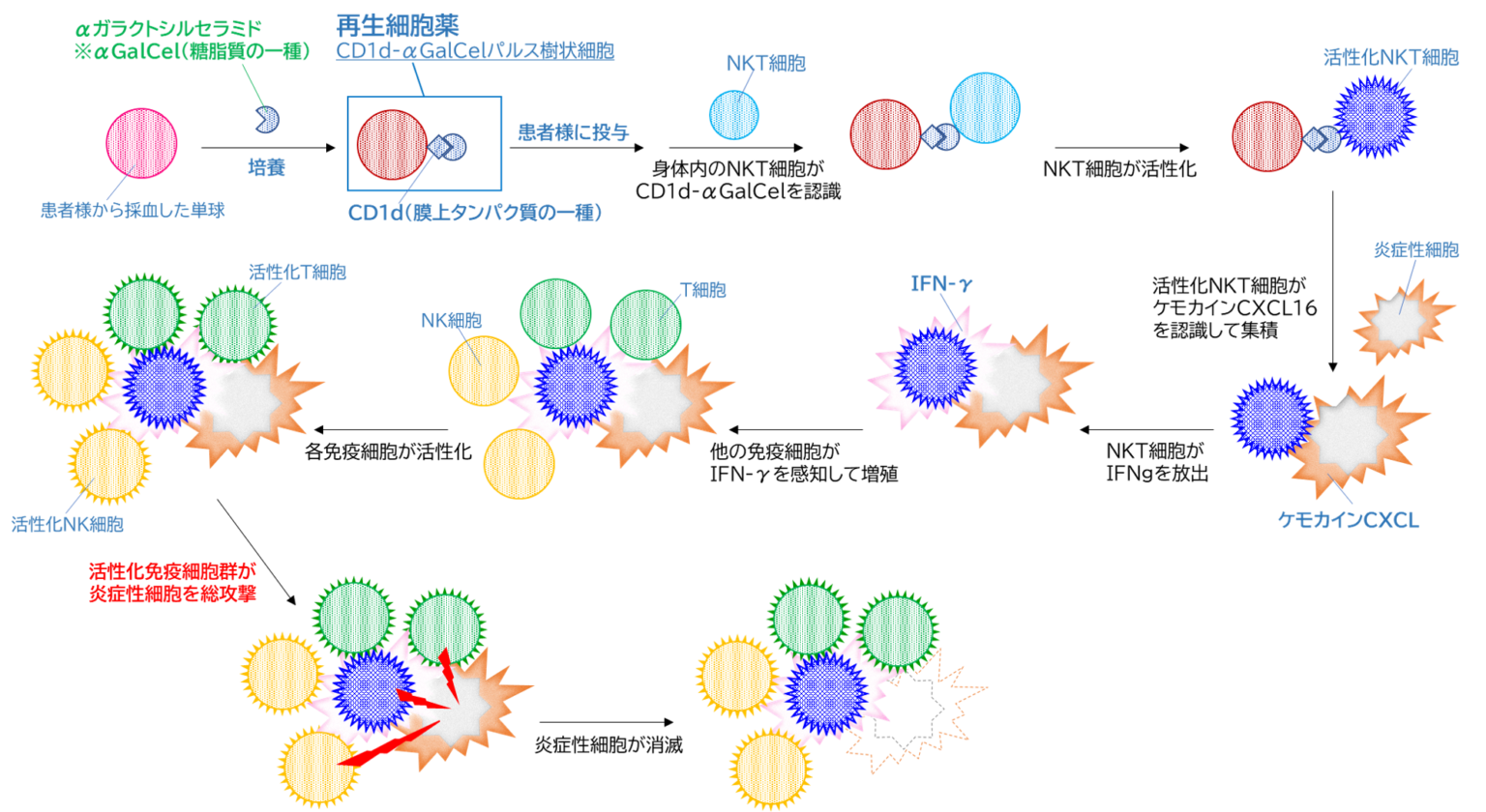 がん免疫治療「NKT細胞標的治療（RIKEN-NKT®）」とは | 由風BIOメディカル株式会社